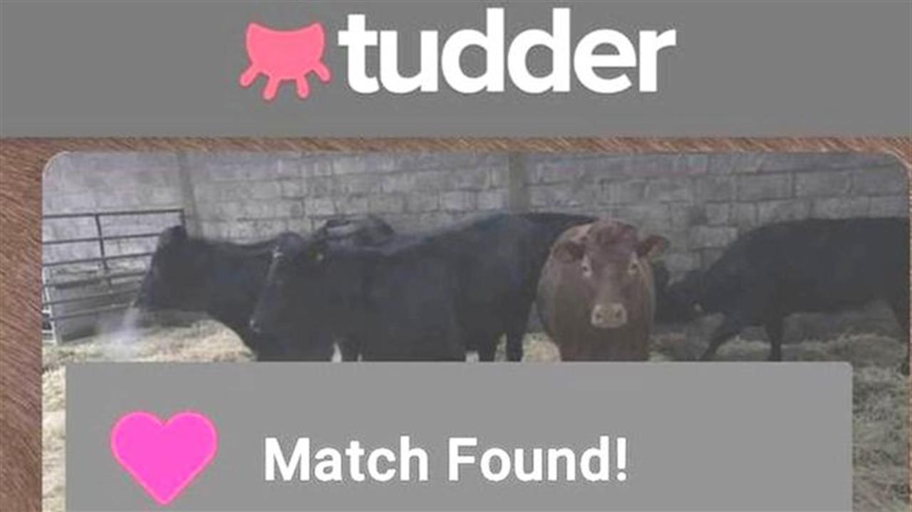 Basta Tinder, ecco Tudder: la app degli allevatori per fare incontrare ...