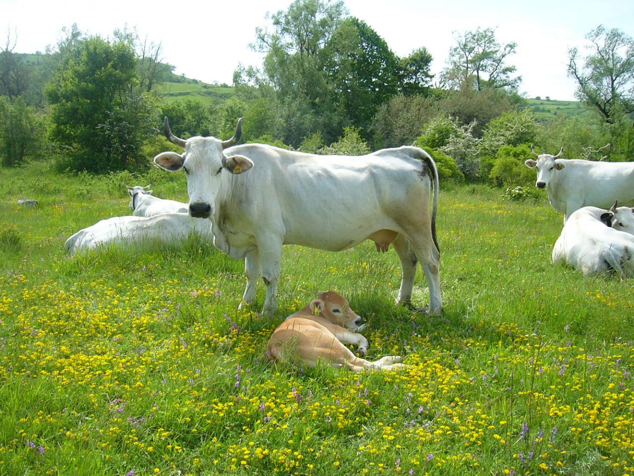 La carne che non fa male: l’altro lato degli allevamenti - Linkiesta.it