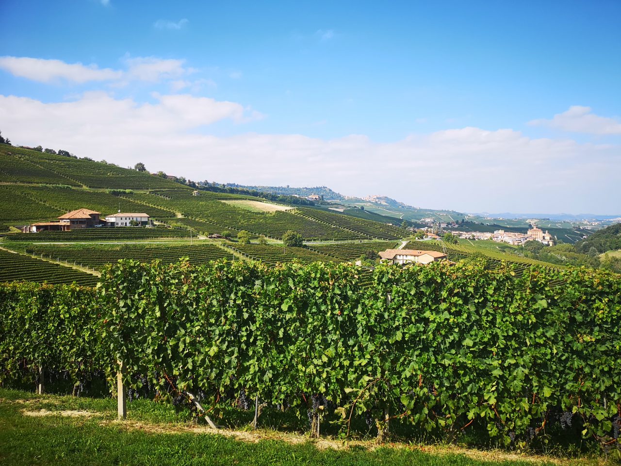 Il rinascimento del Nebbiolo - Linkiesta.it