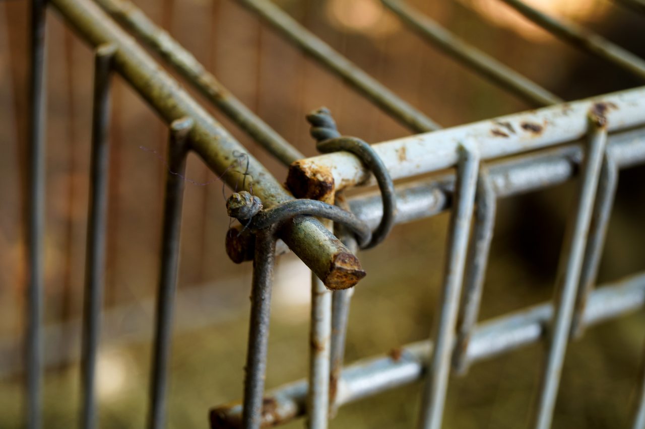Il commercio illegale di fauna selvatica in Birmania