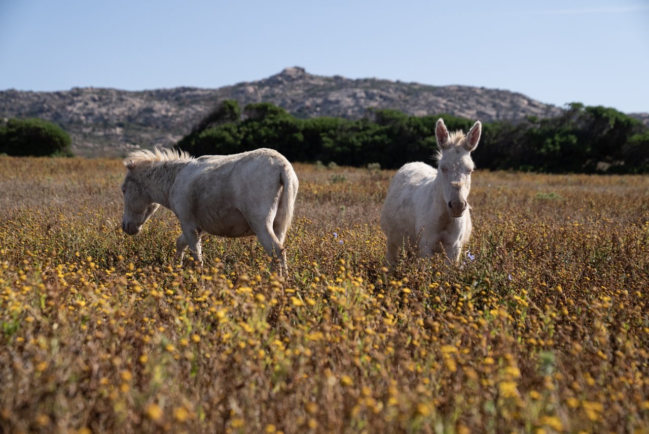 Per gestire la fauna nelle aree protette non bisogna fossilizzarsi su ...