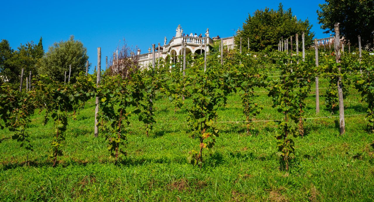 Asolo e il “Vigneto ritrovato” - Linkiesta.it